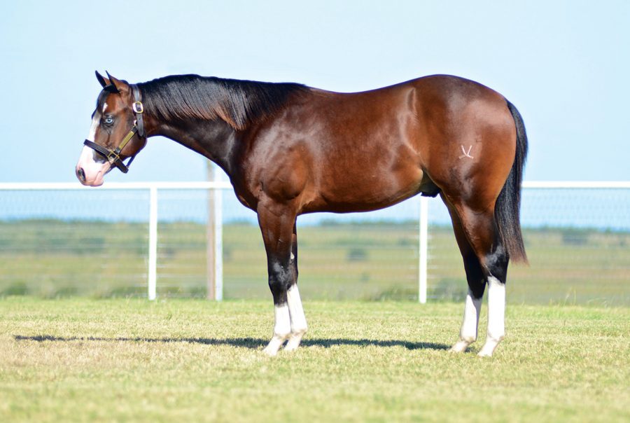 Portfolio – Pro Fit Equine