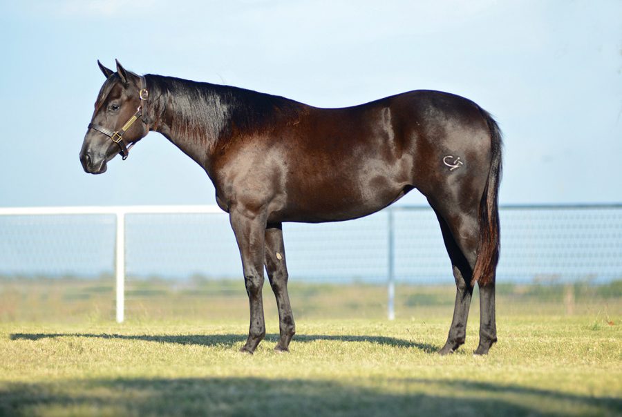 Portfolio – Pro Fit Equine