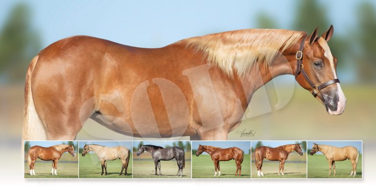 Our Team – Pro Fit Equine