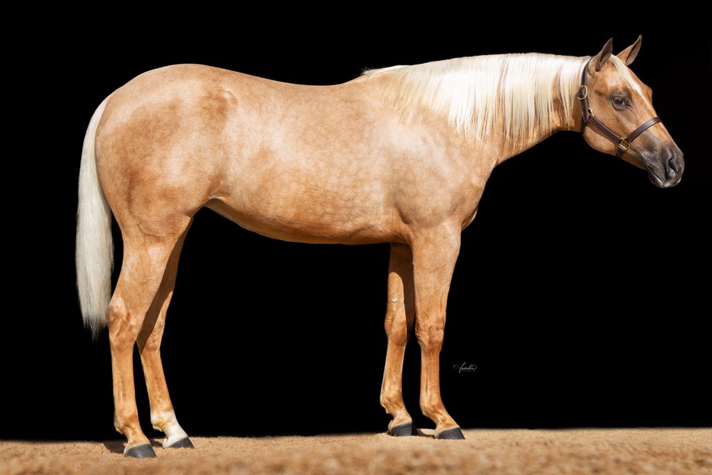 Modernizzed – Pro Fit Equine