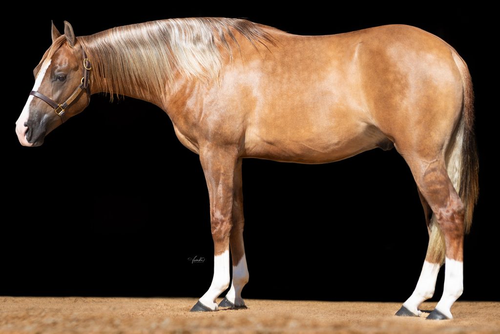 Fitting Barn – Pro Fit Equine