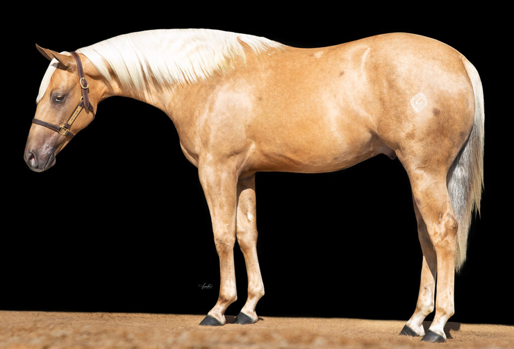 Pro Fit Equine – Online Sales