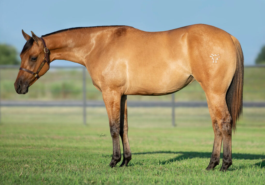 Philosophy – Pro Fit Equine