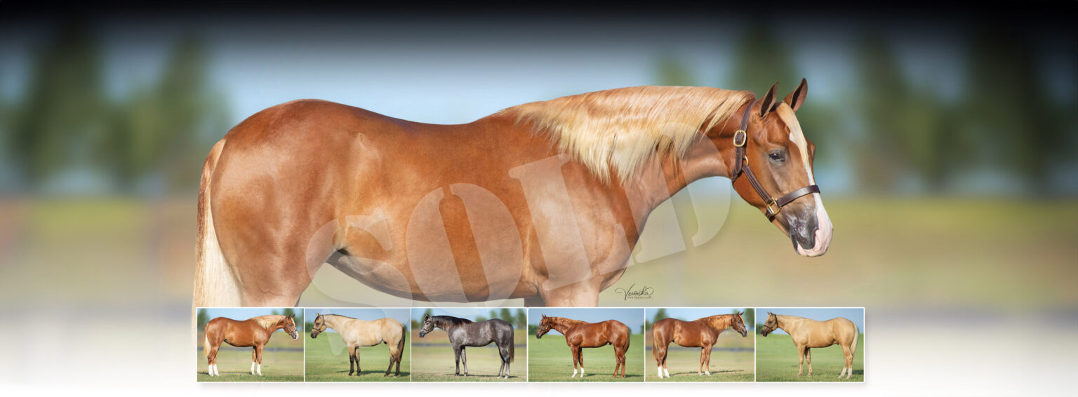 2025 Premier Yearling Sale – Pro Fit Equine