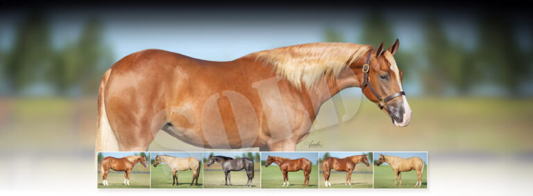 ProFit Equine Online Premier Mixed Sale – Pro Fit Equine