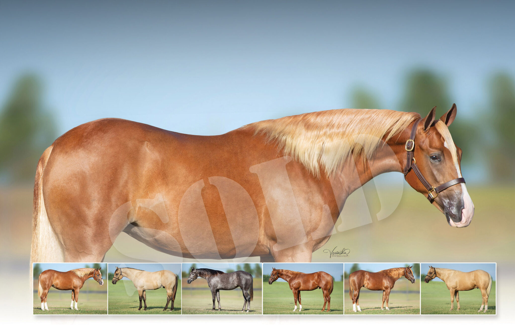 2025 Premier Yearling Sale – Pro Fit Equine